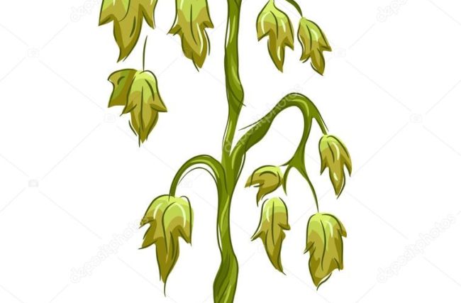 Cultivo indoor: Planta Murcha